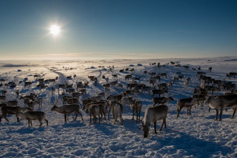 Sami reindeer spring migration, Northern Norway